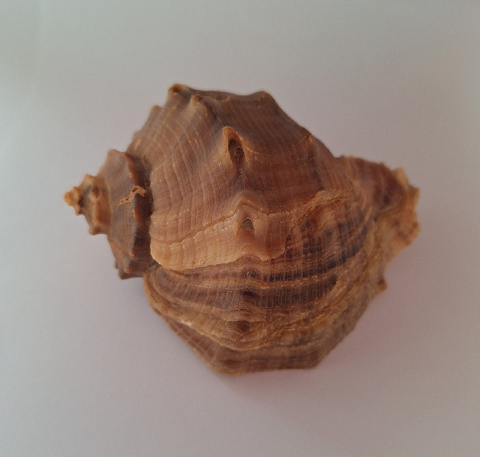 Rapana venosa - PRODÁNO :: SHELLS FOR YOU.CZ